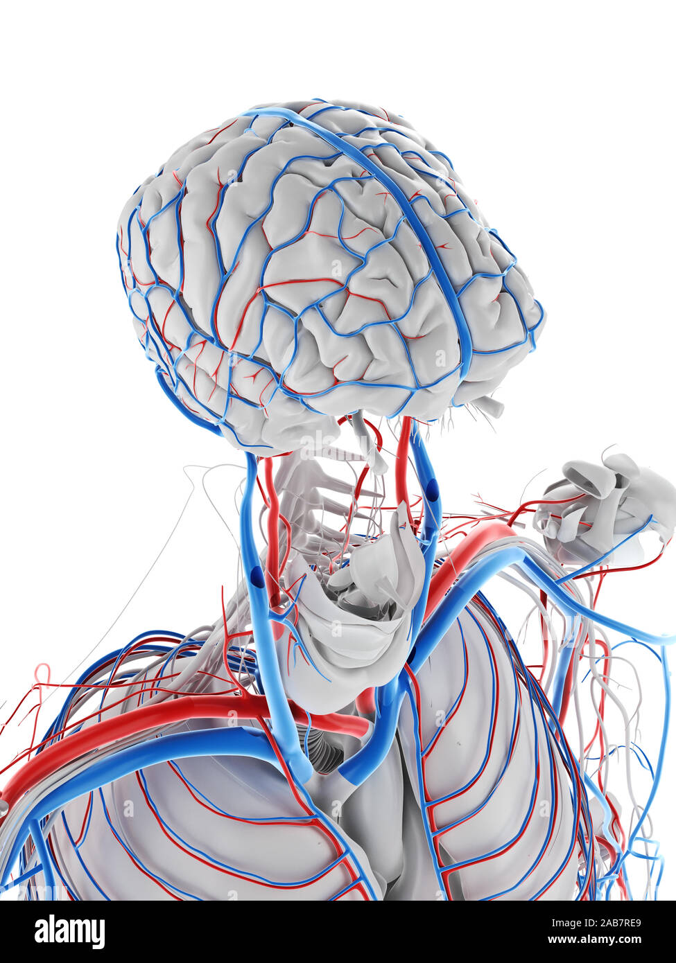 3d rendered medically accurate illustration of the vascular system of ...