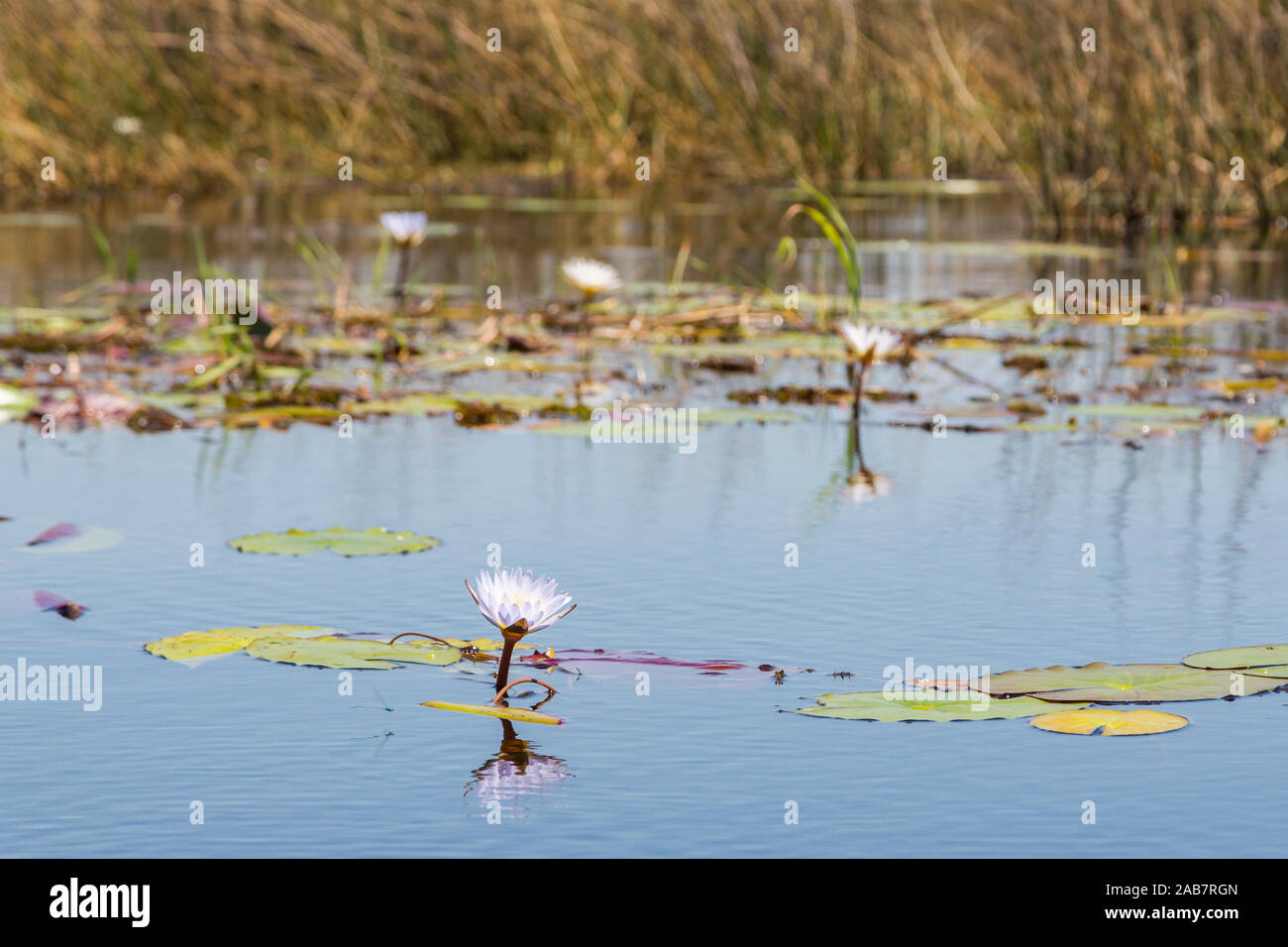 natural Okavango river with reed, blossom and green leaves of white ...