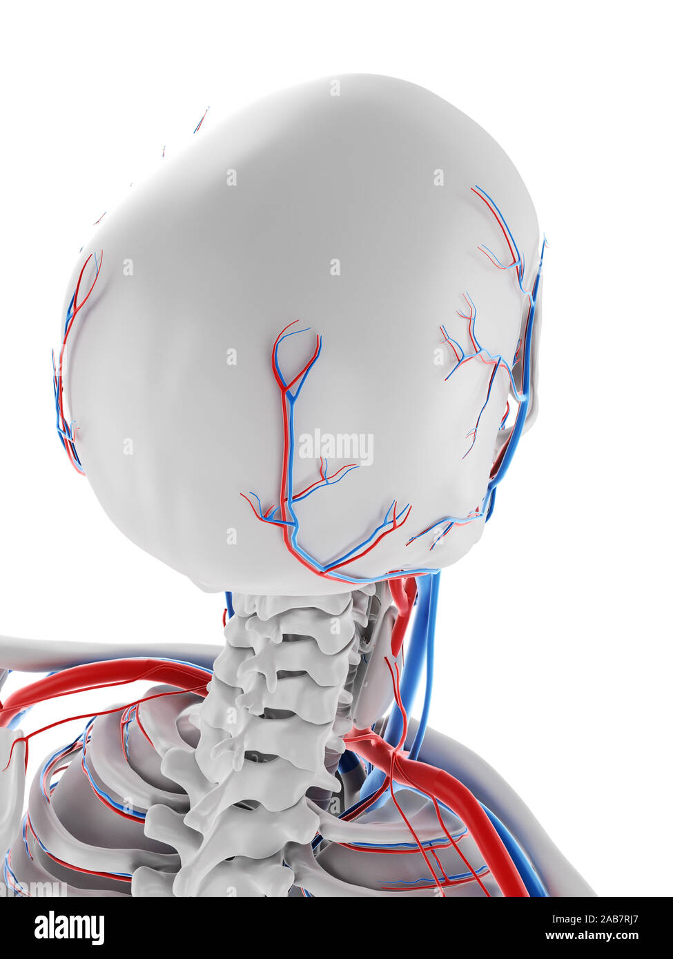 3d rendered medically accurate illustration of the vascular system of ...
