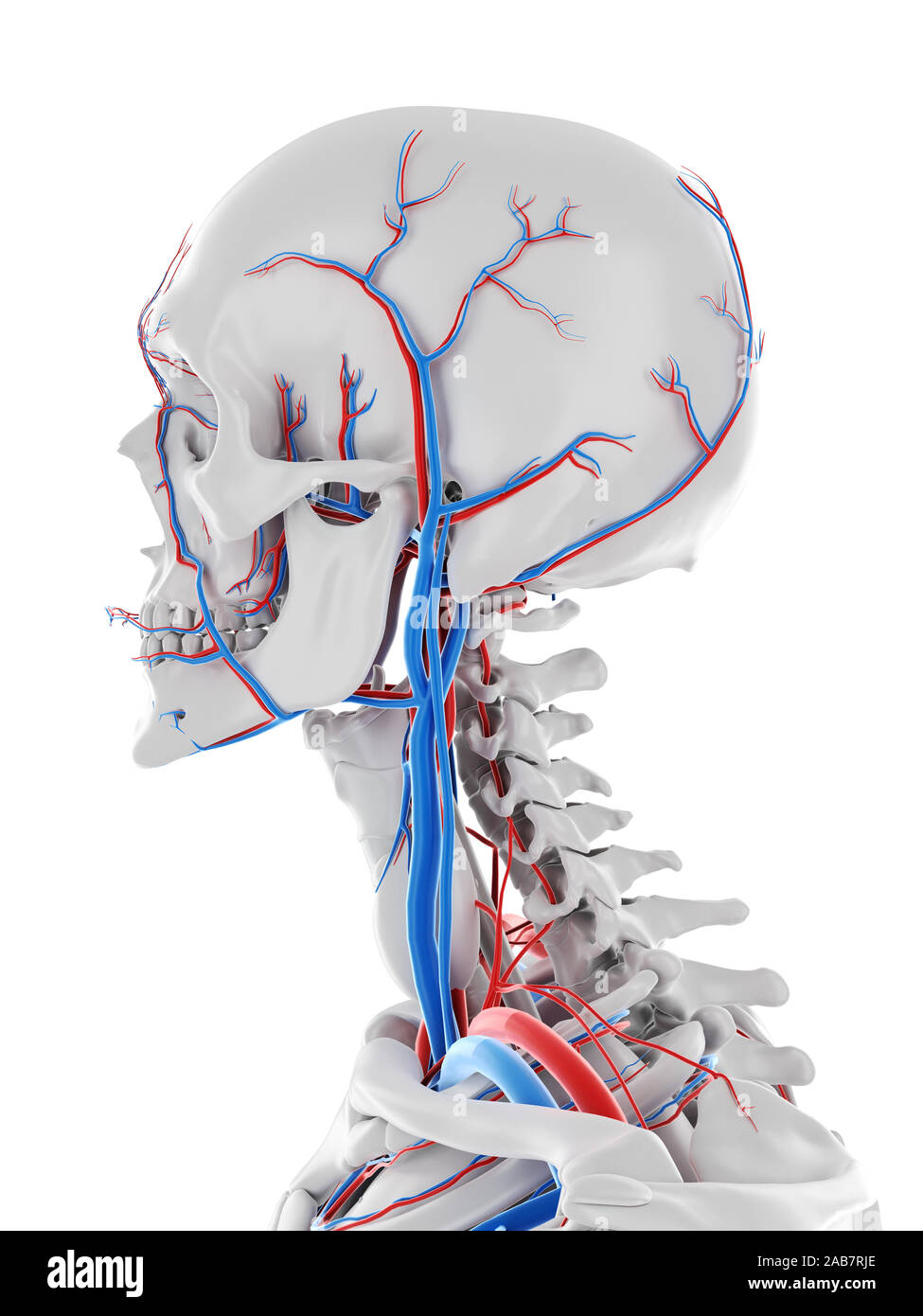 3d rendered medically accurate illustration of the vascular system of ...