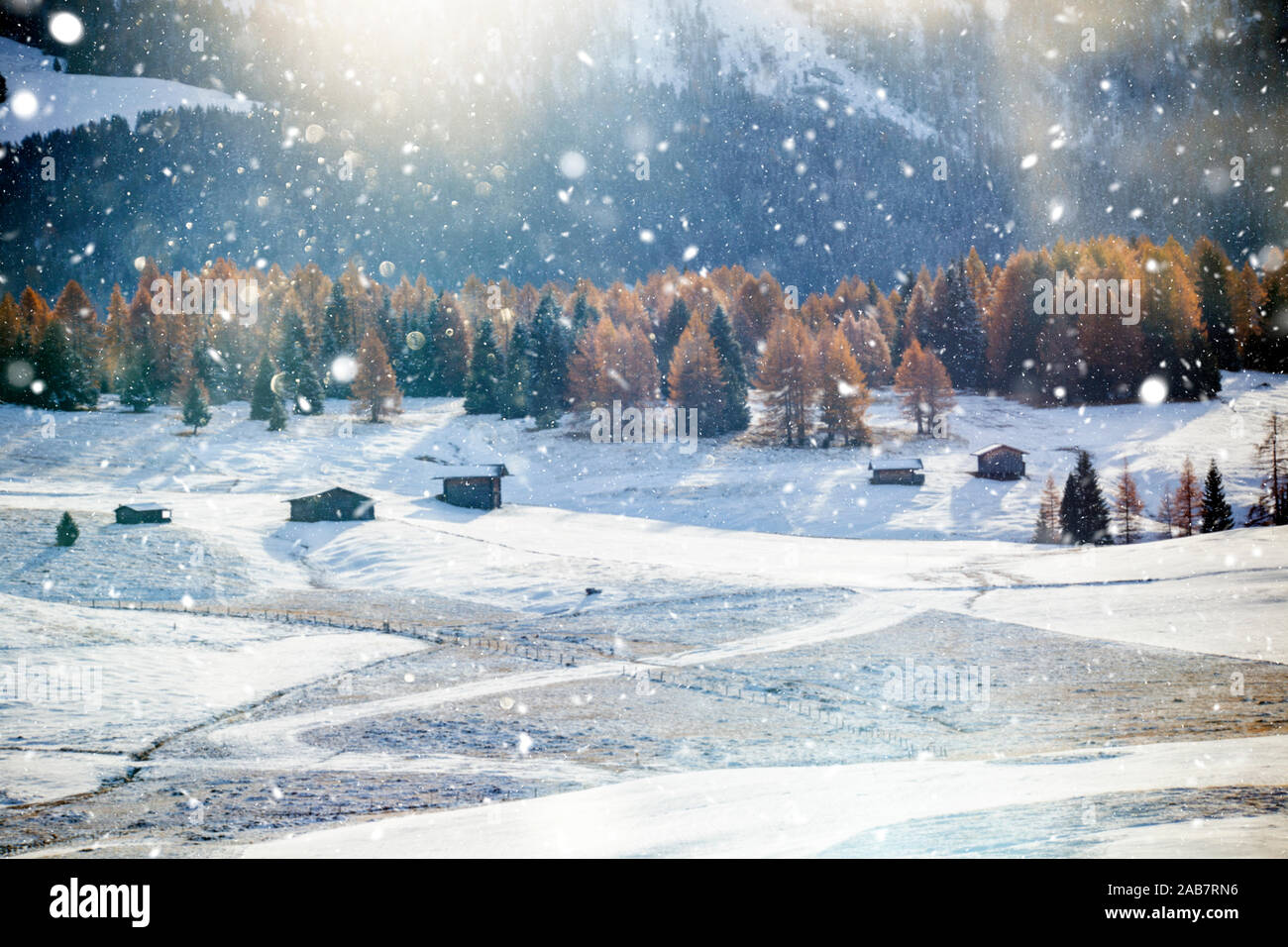 Beautiful Winter and Holiday background for Christmas with larch trees ...