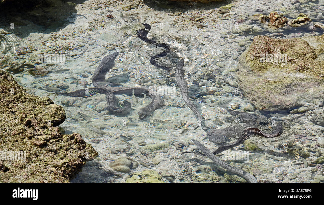 Snakes island hi-res stock photography and images - Alamy
