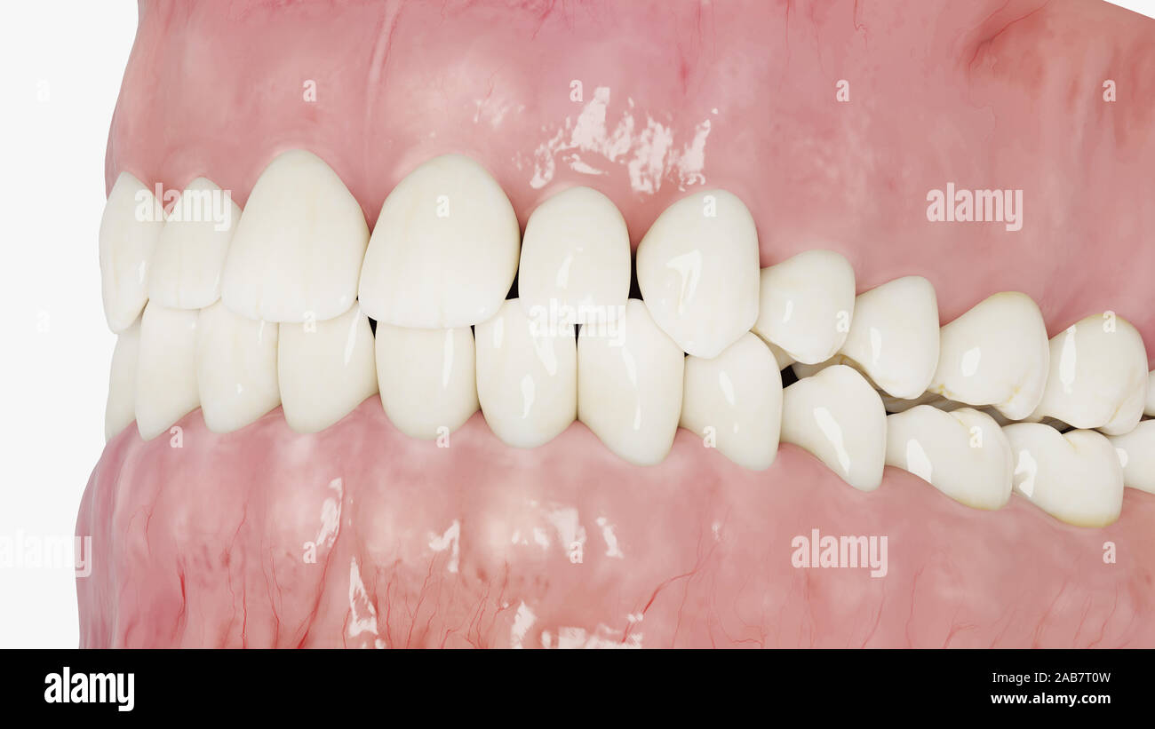 3d rendered illustration of the human teeth Stock Photo - Alamy