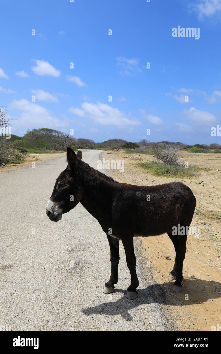 Wild Donkey on Bonaire island in the caribbean sea Stock Photo - Alamy