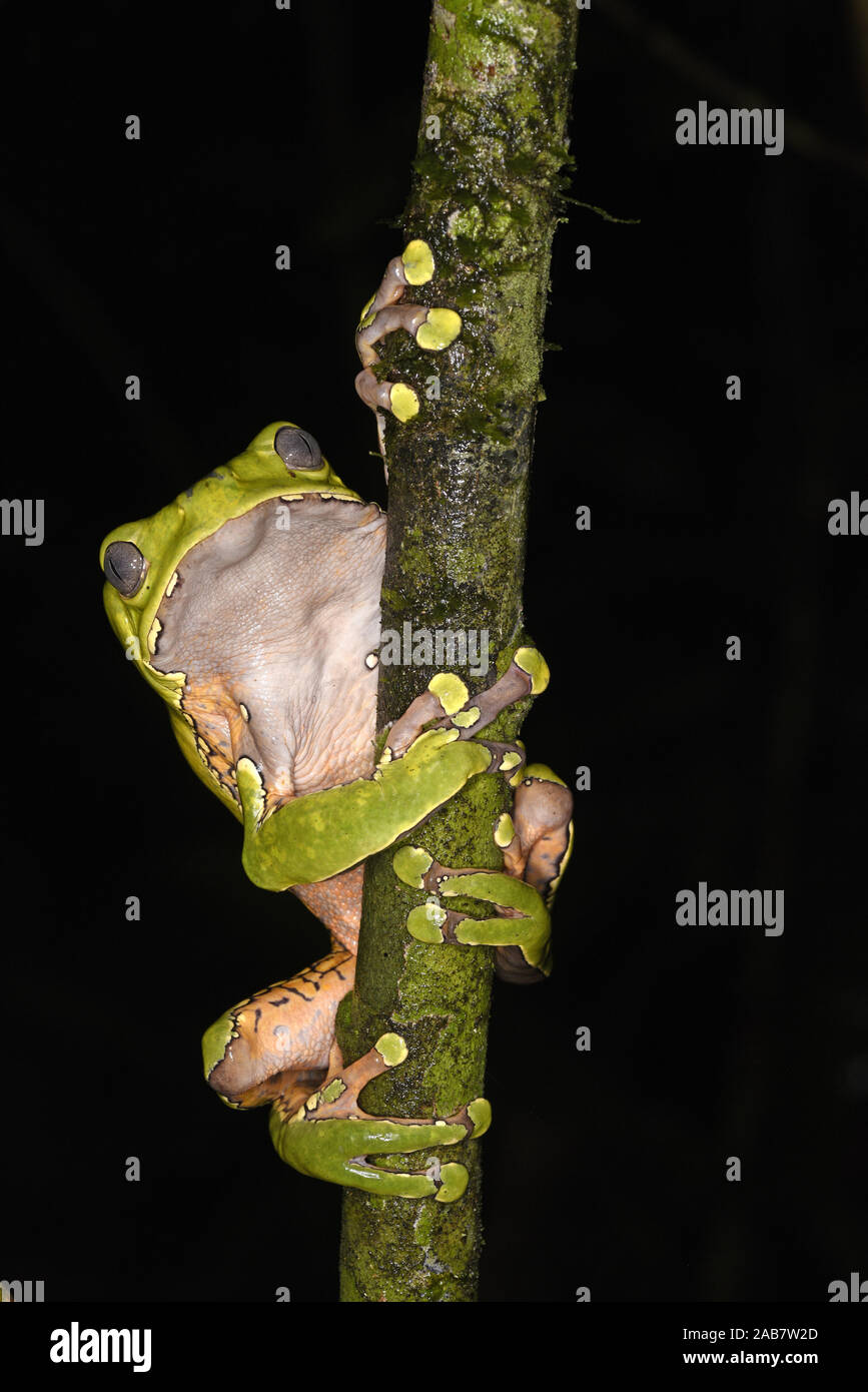 Bicolor tree frog hi-res stock photography and images - Alamy