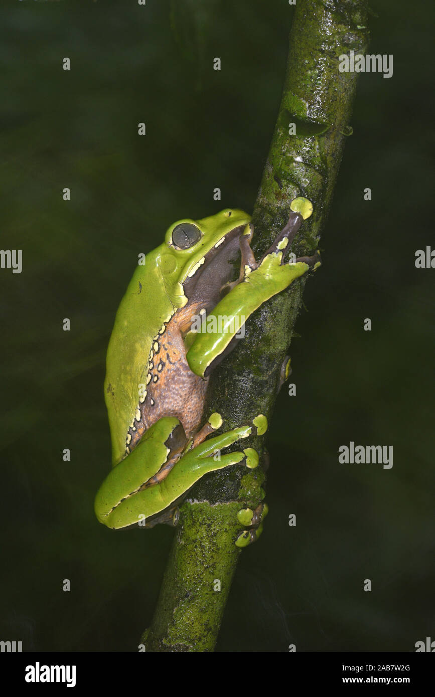 Peru giant tree frog hi-res stock photography and images - Alamy