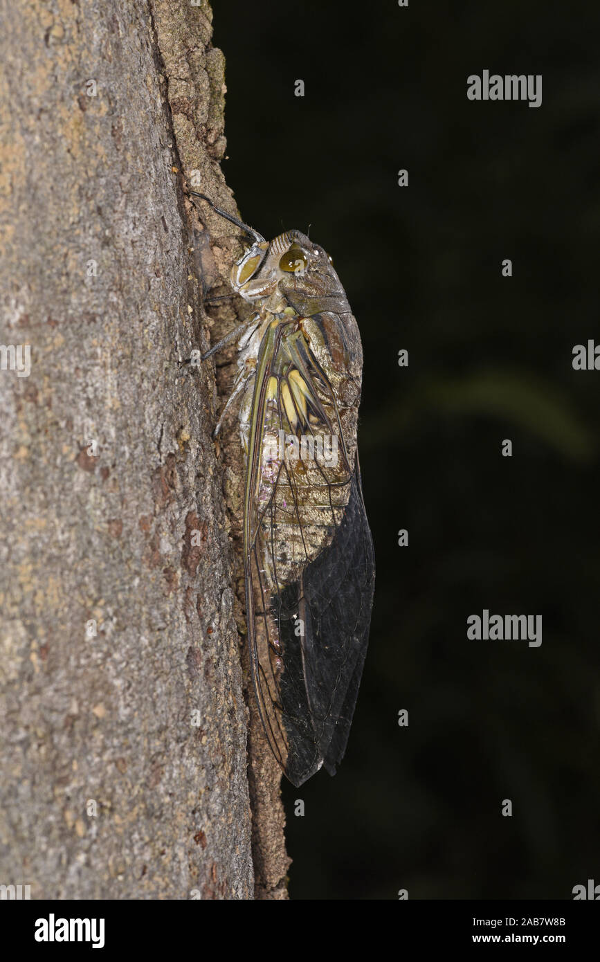 Newly Emerged brown Cicada (Homoptera) resting on tree trunk, Manu ...