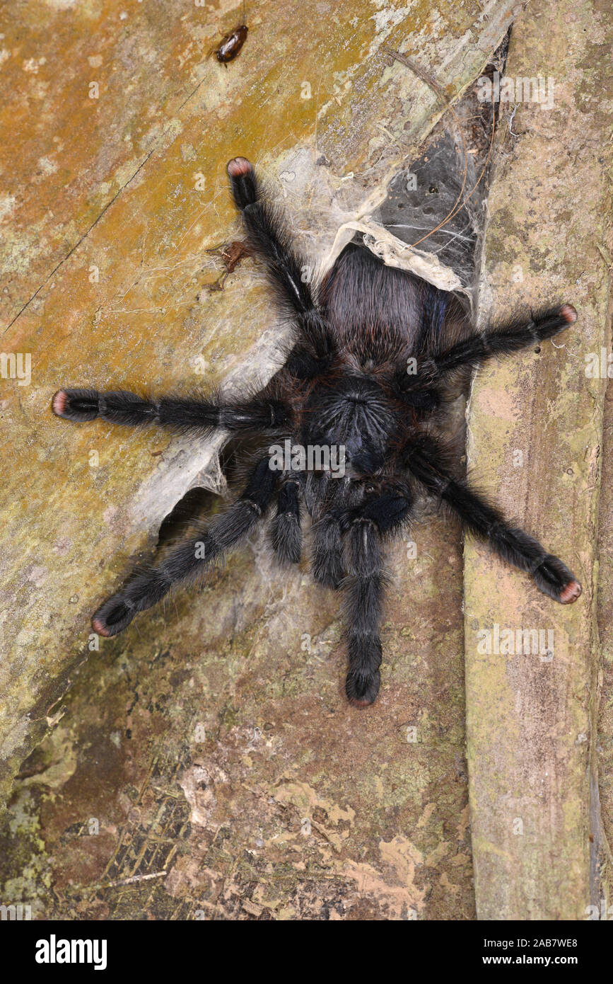 Tarantula nest hi-res stock photography and images - Alamy