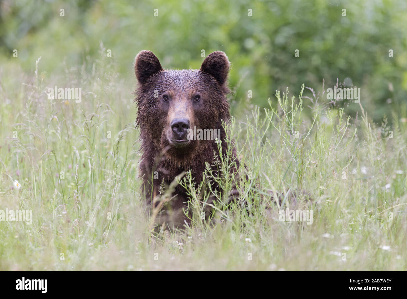 Transylvania bears hi-res stock photography and images - Alamy