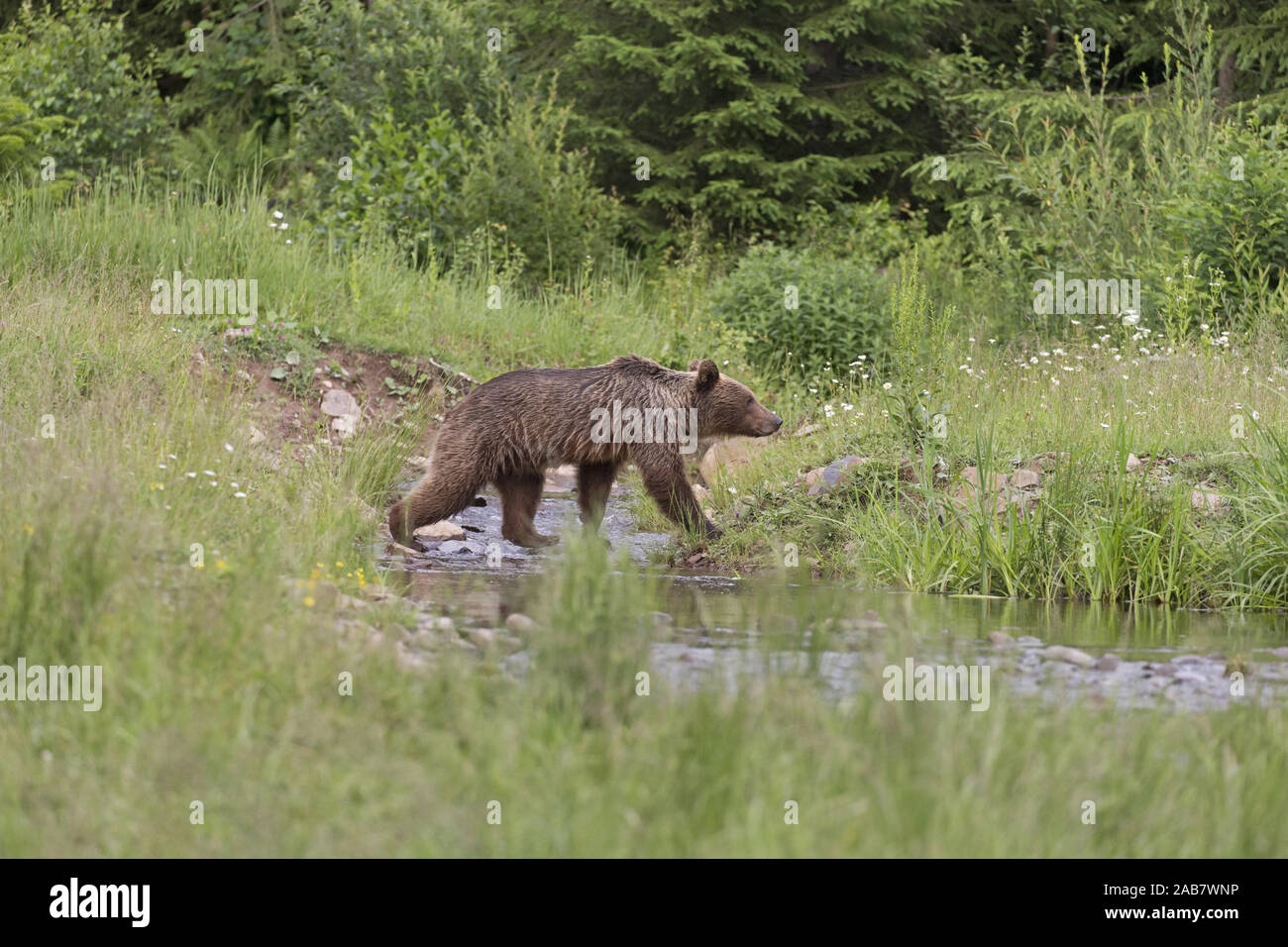 Transylvania bears hi-res stock photography and images - Alamy