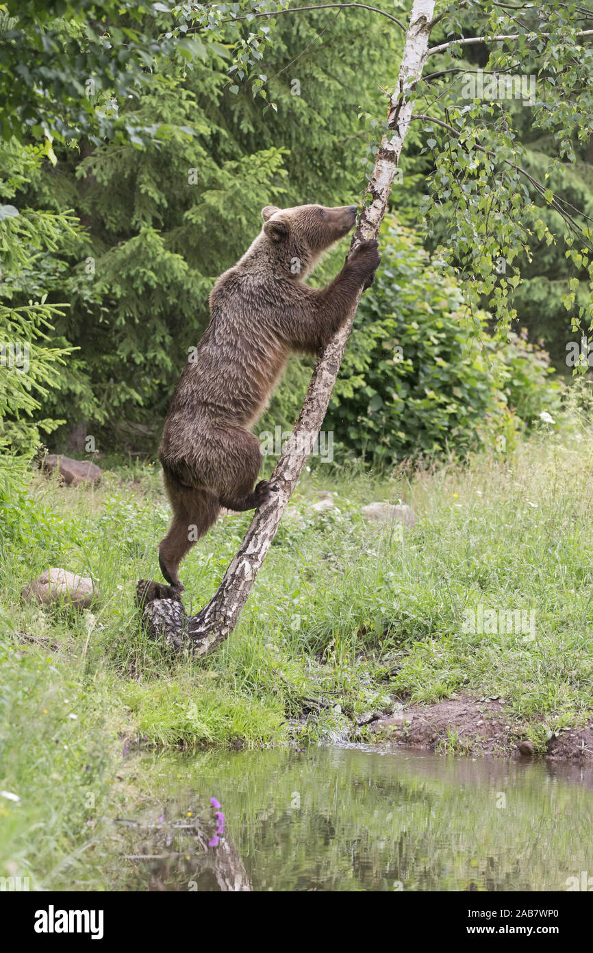 Transylvania bears hi-res stock photography and images - Alamy