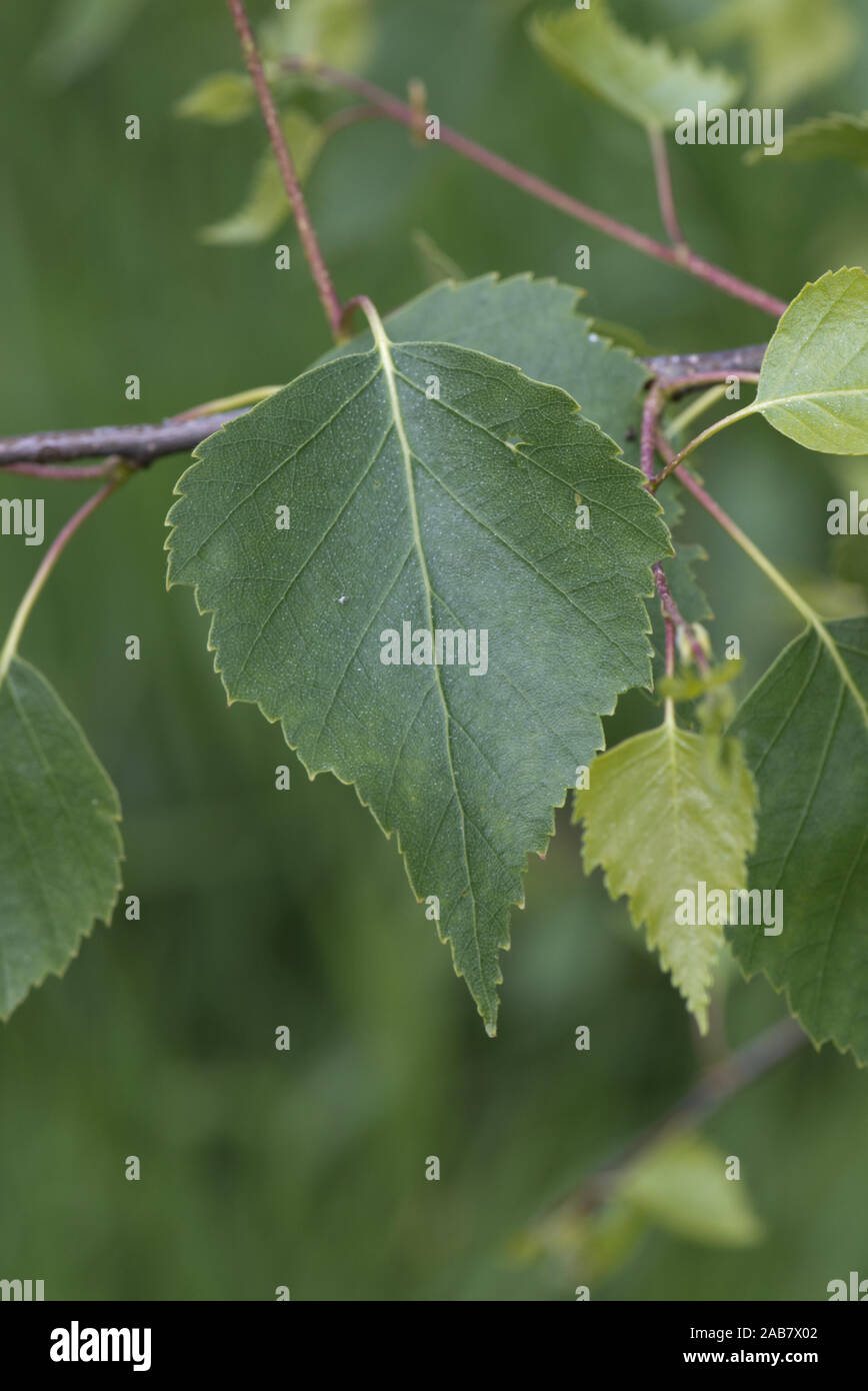 Young leaves of silver birch tree, Betula pendula, in spring, Berkshire ...