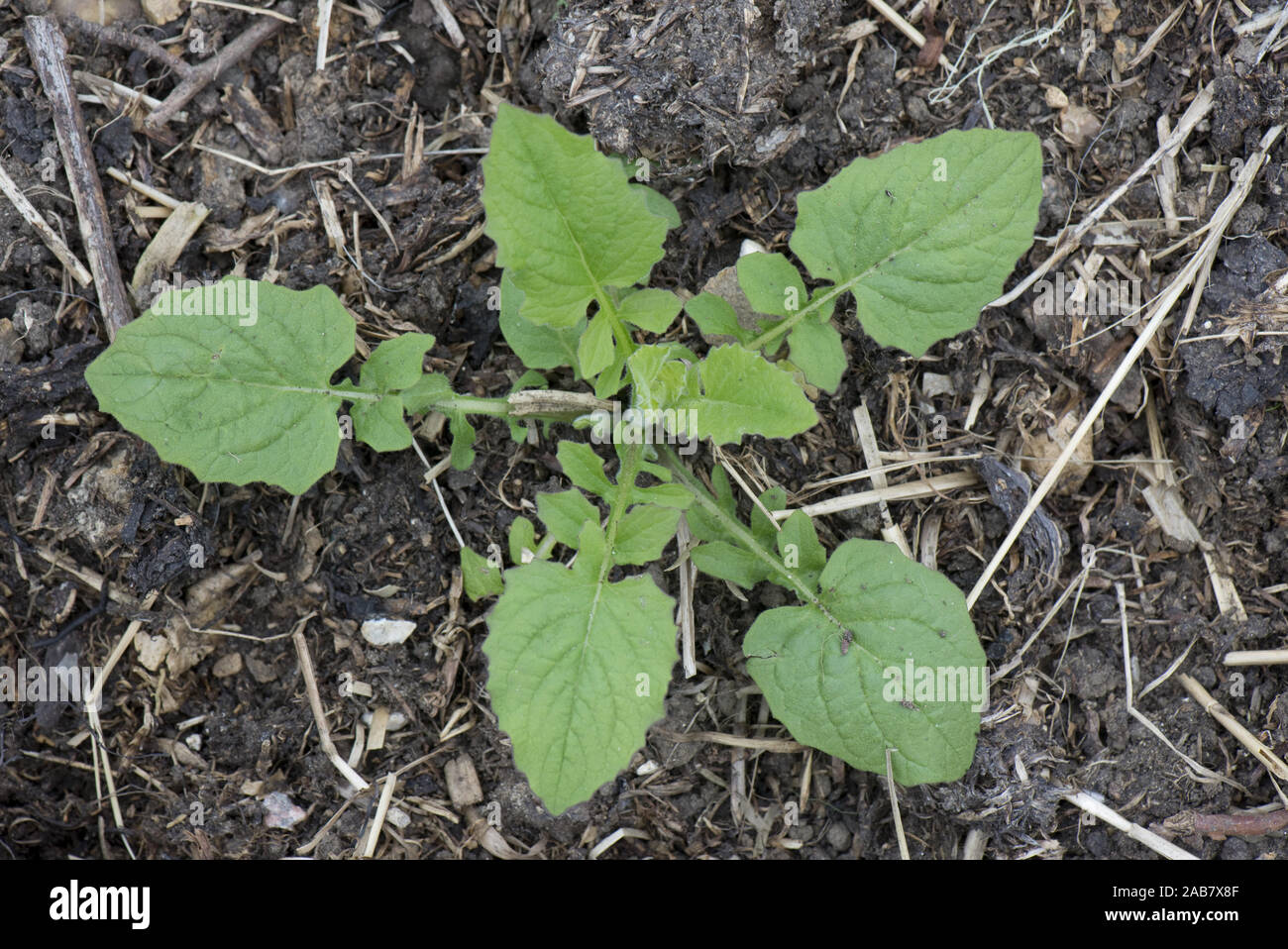 Common nipplewort, Lapsana communis, rosette of leaves growing in waste ...