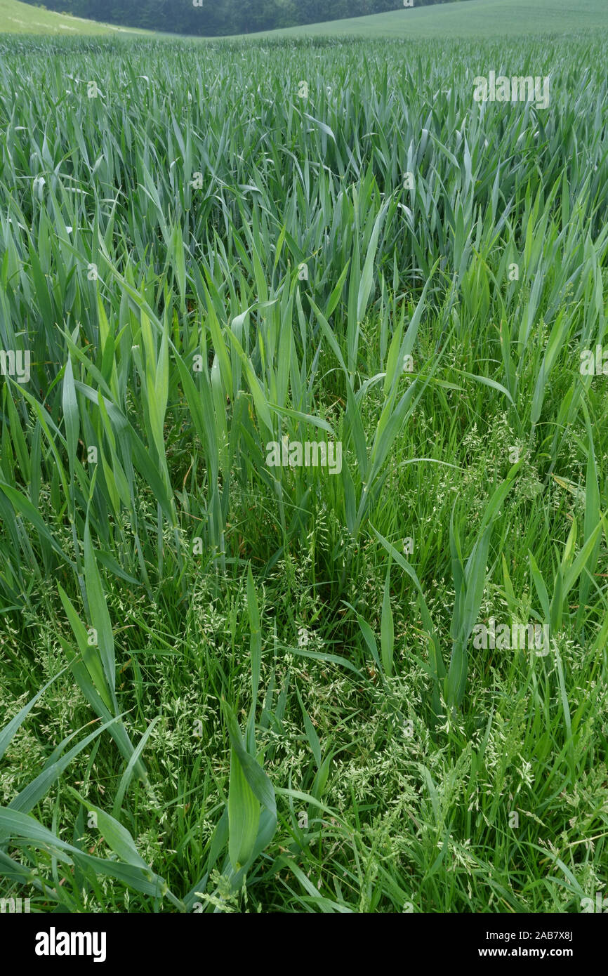 Flowering smooth-stalked meadow-grass, Poa pratensis, in a wheat crop ...