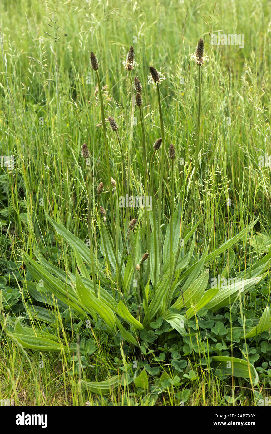 Ribwort or narrowleaf plantain, Plantago lanceolata, flowering plant on ...
