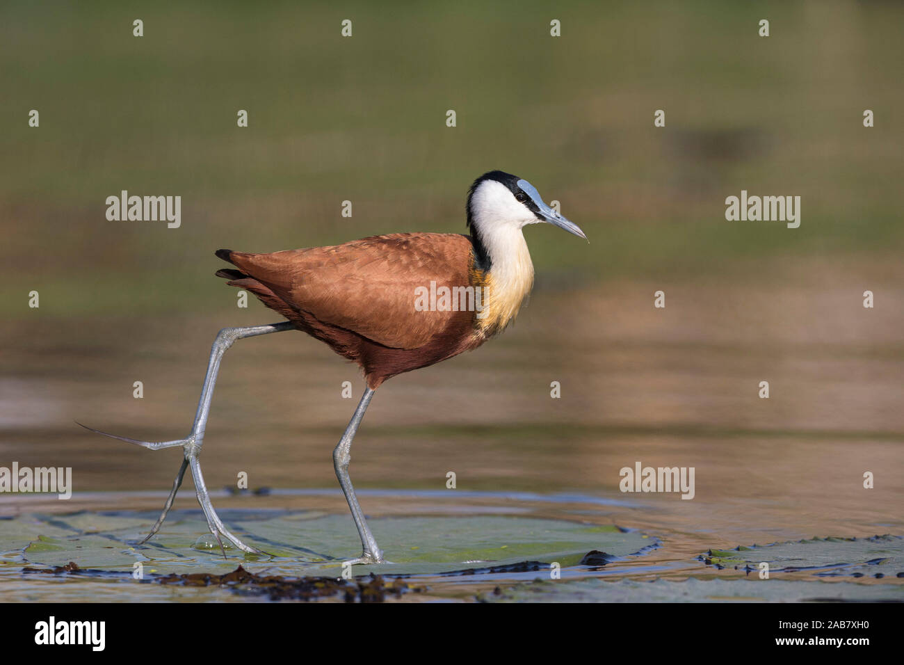 African jacana bird walking on hi-res stock photography and images - Alamy