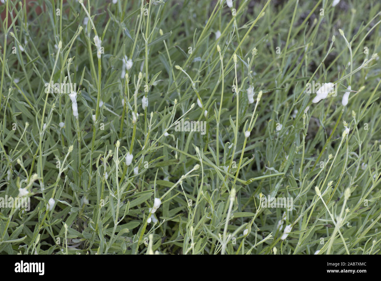 Lavender froghopper hi-res stock photography and images - Alamy