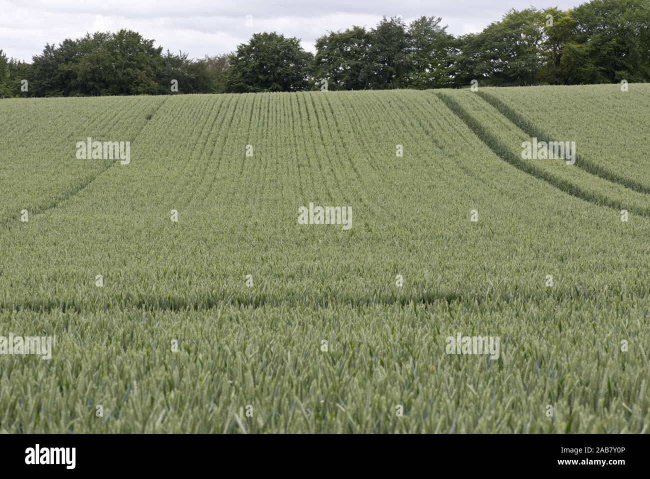 Wheat flag leaf hi-res stock photography and images - Alamy