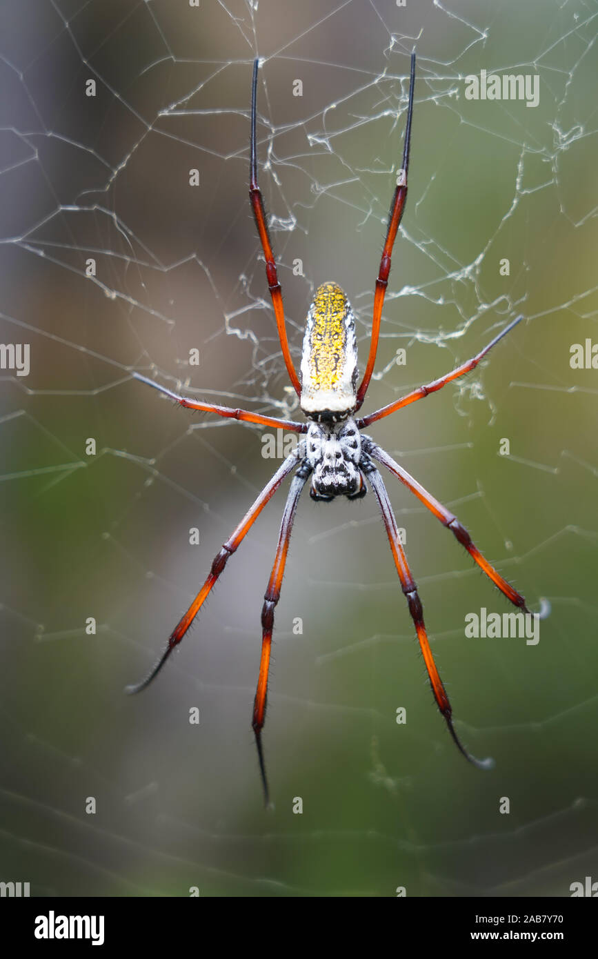 Golden orb web spider nephila inaurata hi-res stock photography and ...