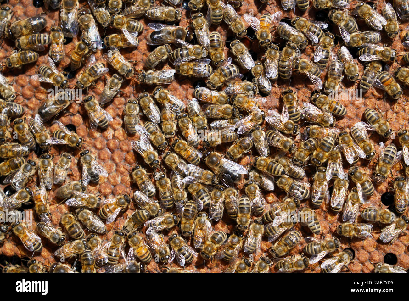 Carniolan honey bee hi-res stock photography and images - Alamy