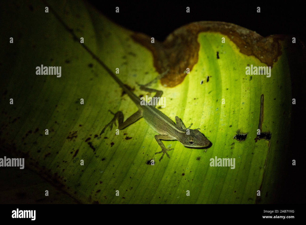 Slender Anole Lizard (Anolis fuscoauratus) (Brown Eared Anole), Boca ...