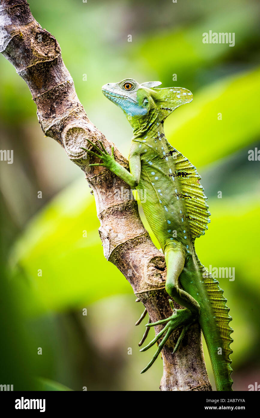 Green Plumed Basilisk Lizard (Basiliscus plumifrons), Boca Tapada ...