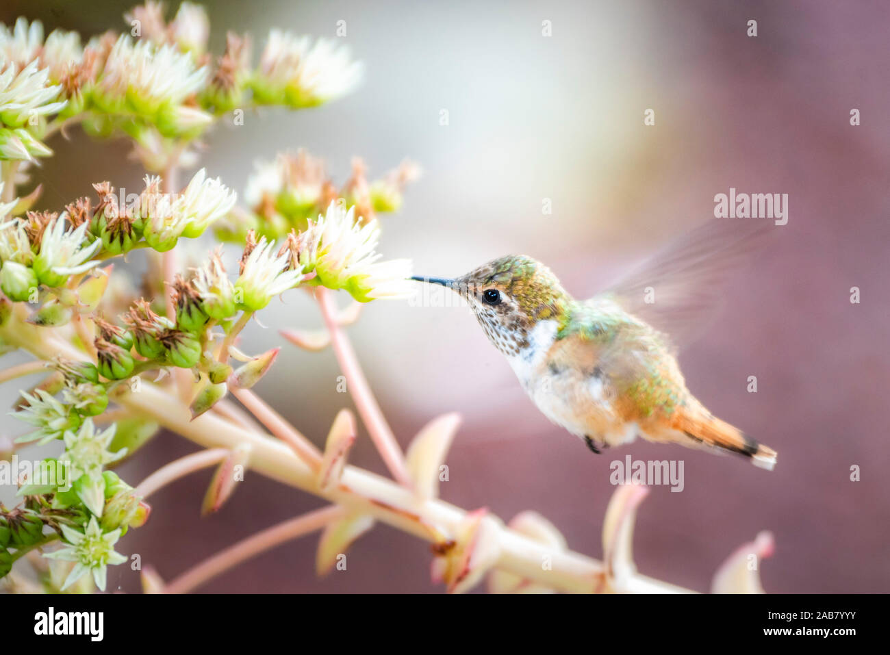 Volcano Hummingbird (Selasphorus flammula), San Gerardo de Dota, San ...