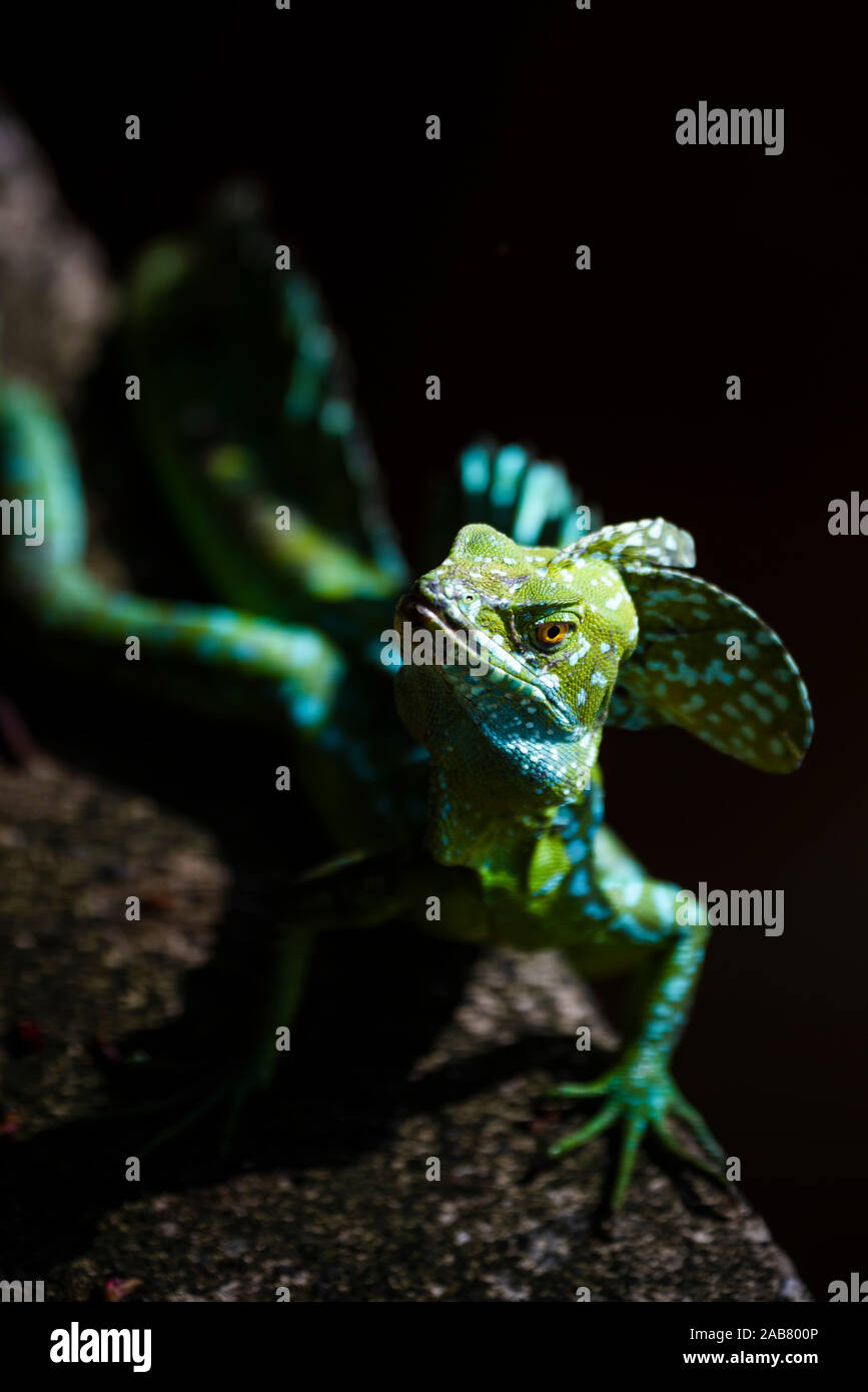 Common Basilisk (Jesus Christ Lizard) (Basiliscus Basiliscus ...