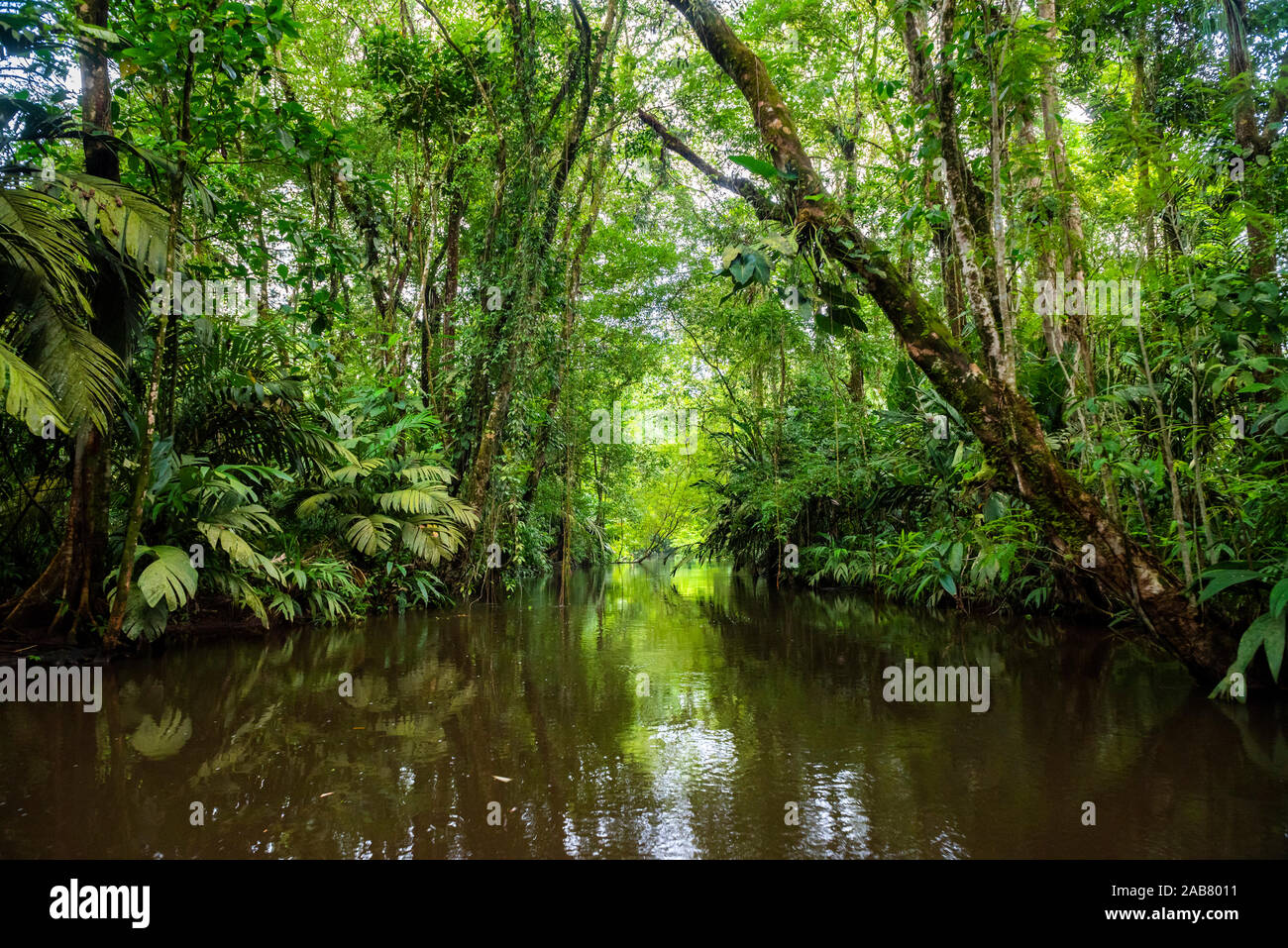 Tortuguero National Park, Limon Province, Costa Rica, Central America ...