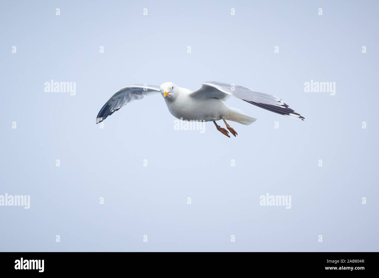 Fliegende vögel hi-res stock photography and images - Alamy