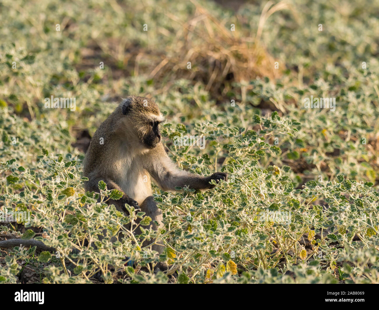 An adult vervet monkey (Chlorocebus pygerythrus), South Luangwa ...