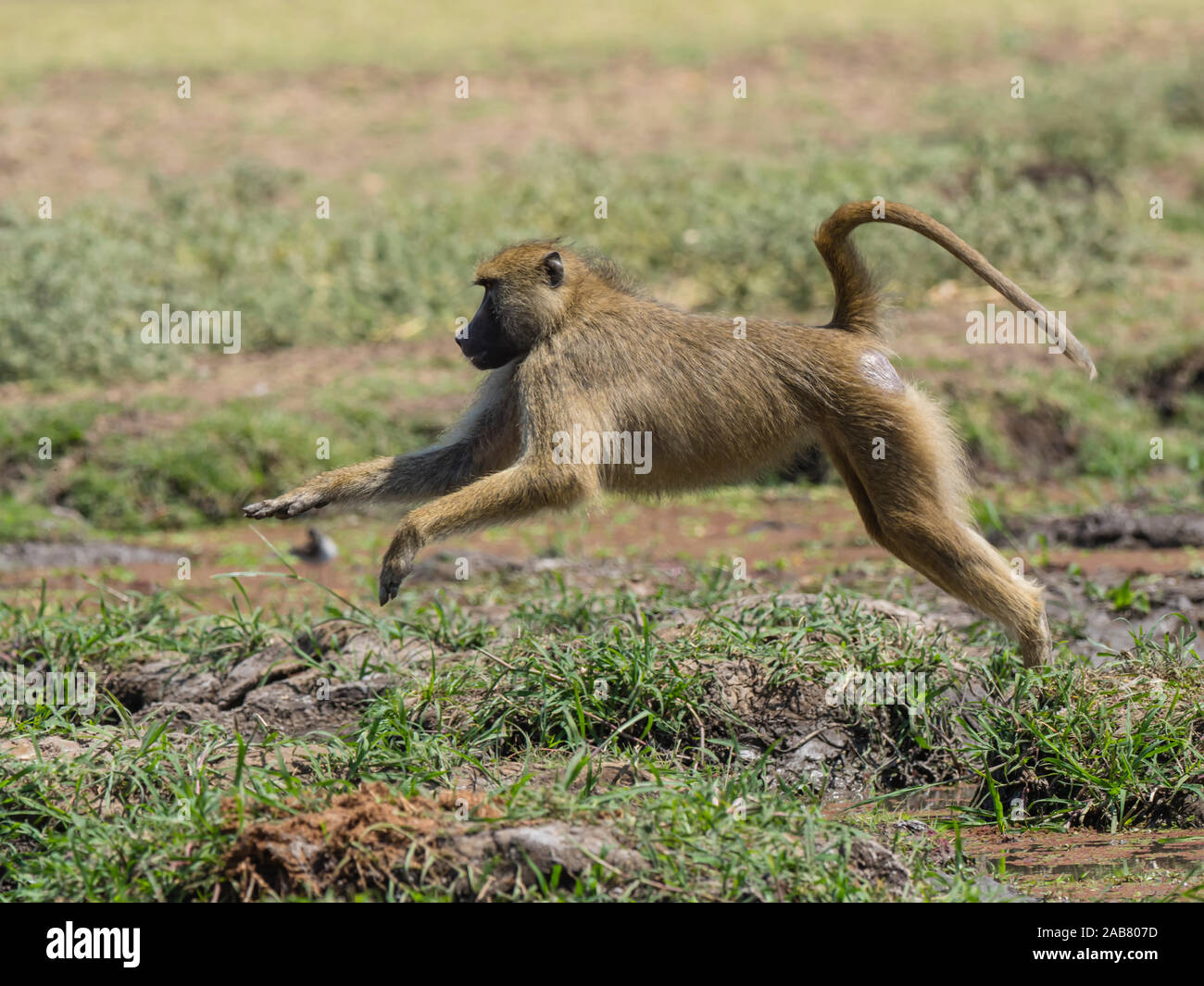 An adult yellow baboon (Papio cynocephalus) leaping in South Luangwa ...