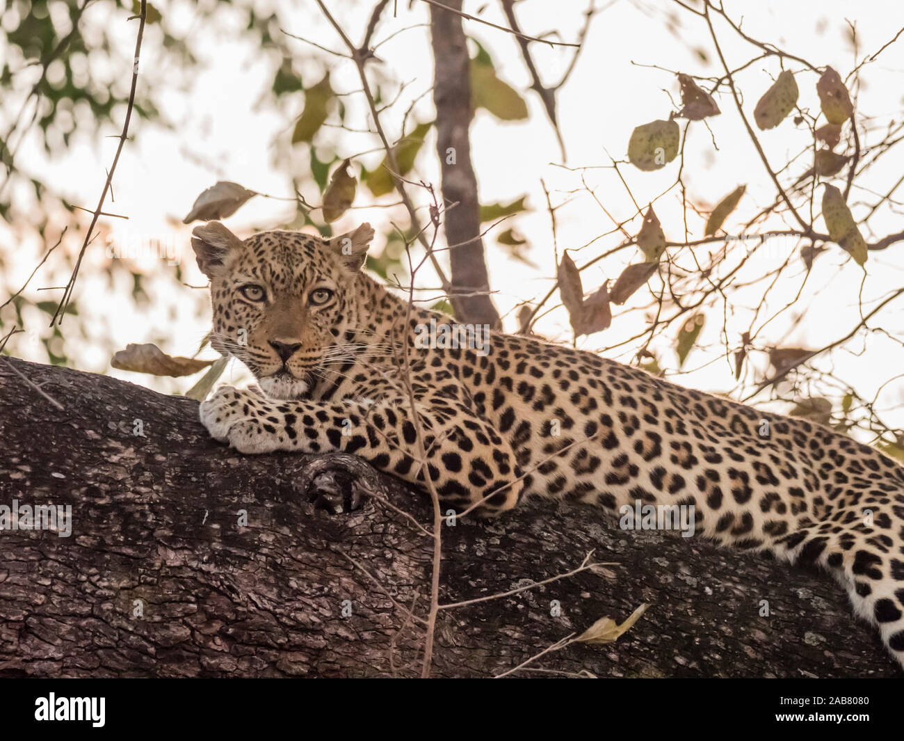 An adult female leopard (Panthera pardus), South Luangwa National Park ...