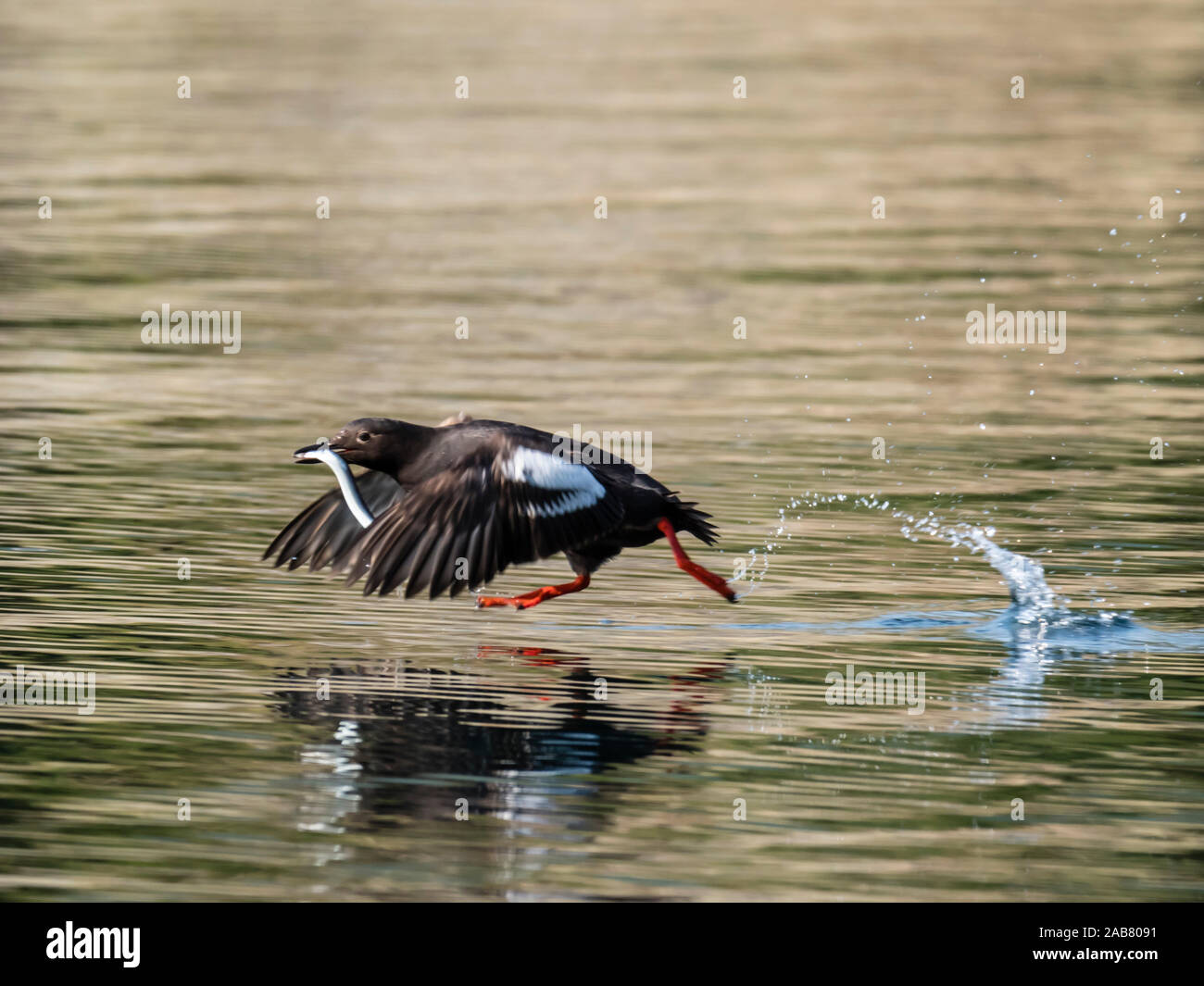 Pigeon horizontal image hi-res stock photography and images - Alamy