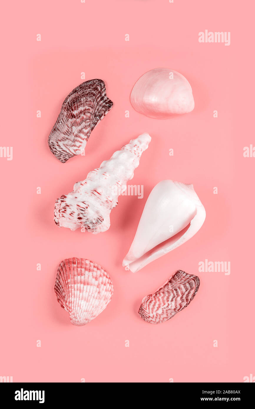 Collection of different sea shells on pastel pink background. Set of ...