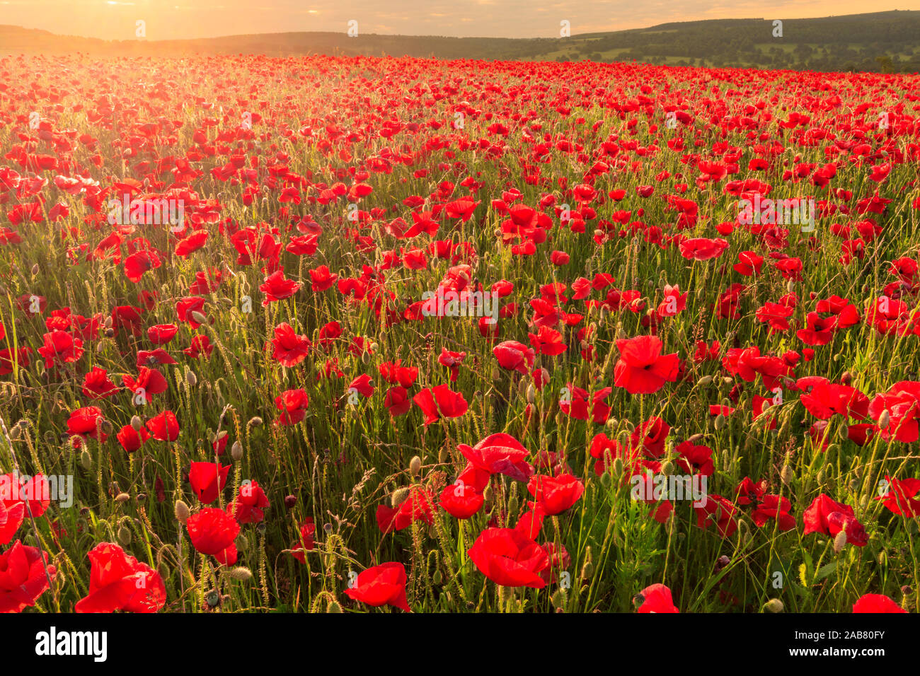 Red poppies, backlit field at sunrise, beautiful wild flowers, Peak ...