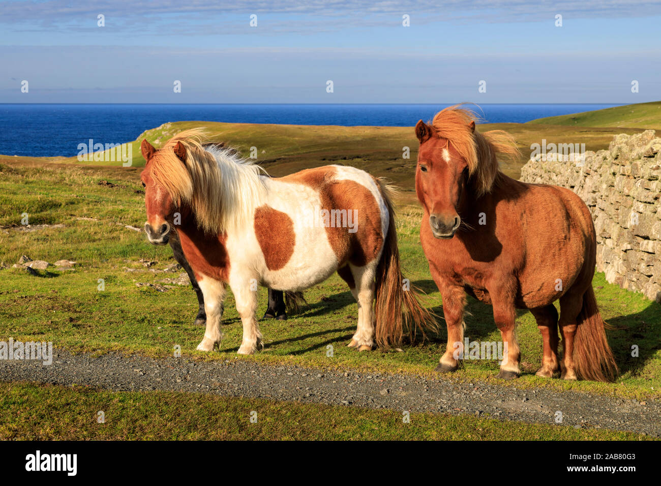 Shetland ponies scotland hi-res stock photography and images - Alamy