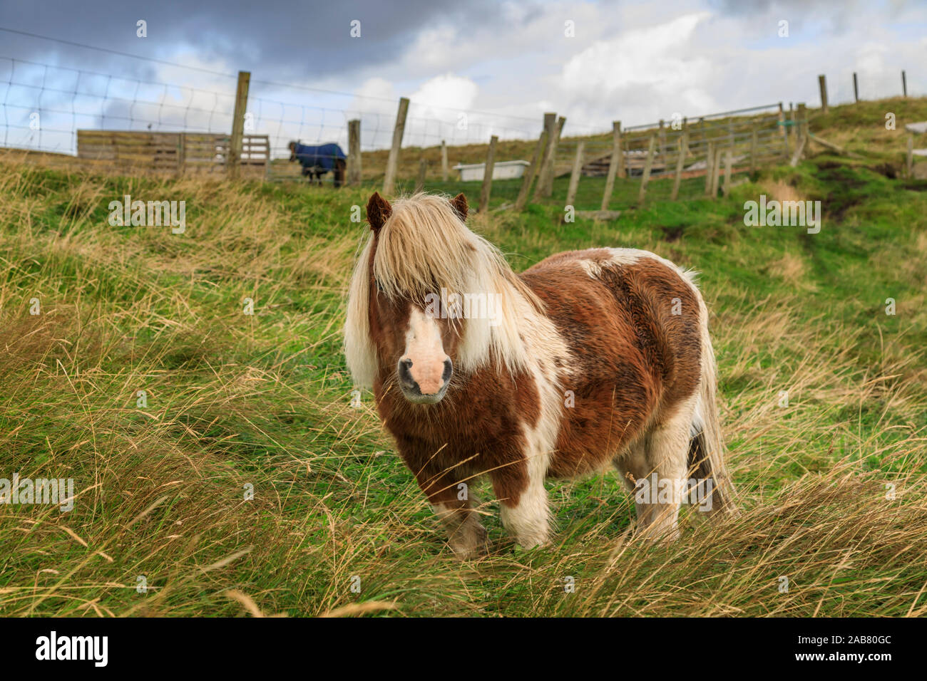 Red and white Shetland pony in field, a world famous unique and hardy ...