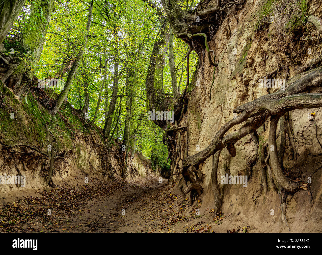 Color tree dol hi-res stock photography and images - Alamy
