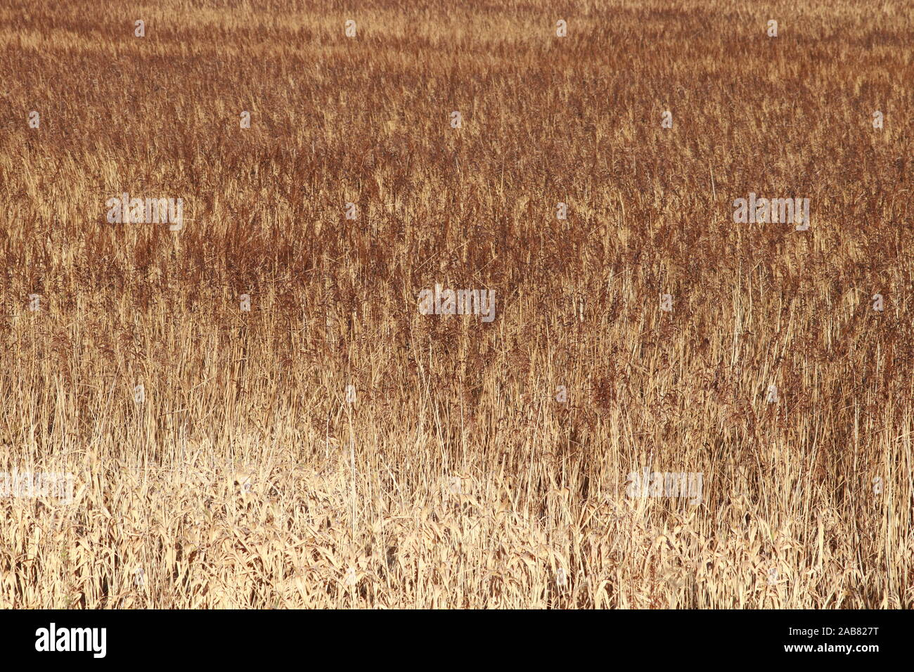 Reed textures in close up Stock Photo - Alamy