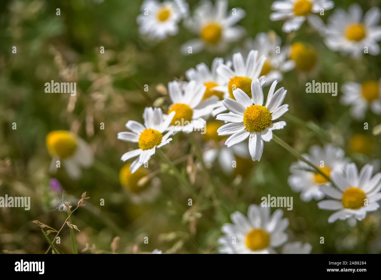 Beautiful camomile on wind hi-res stock photography and images - Alamy