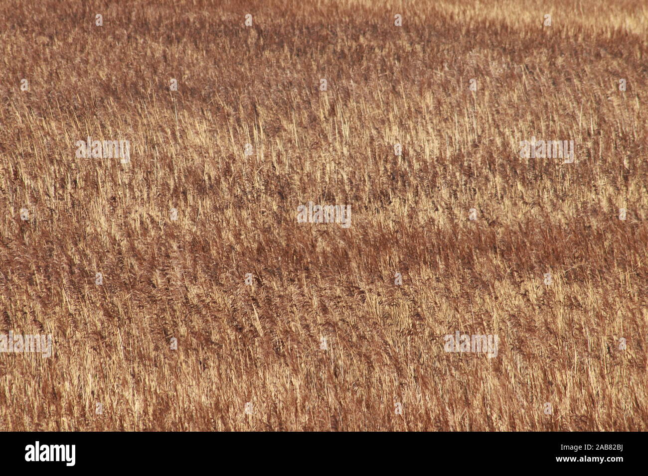 Reed textures in close up Stock Photo - Alamy