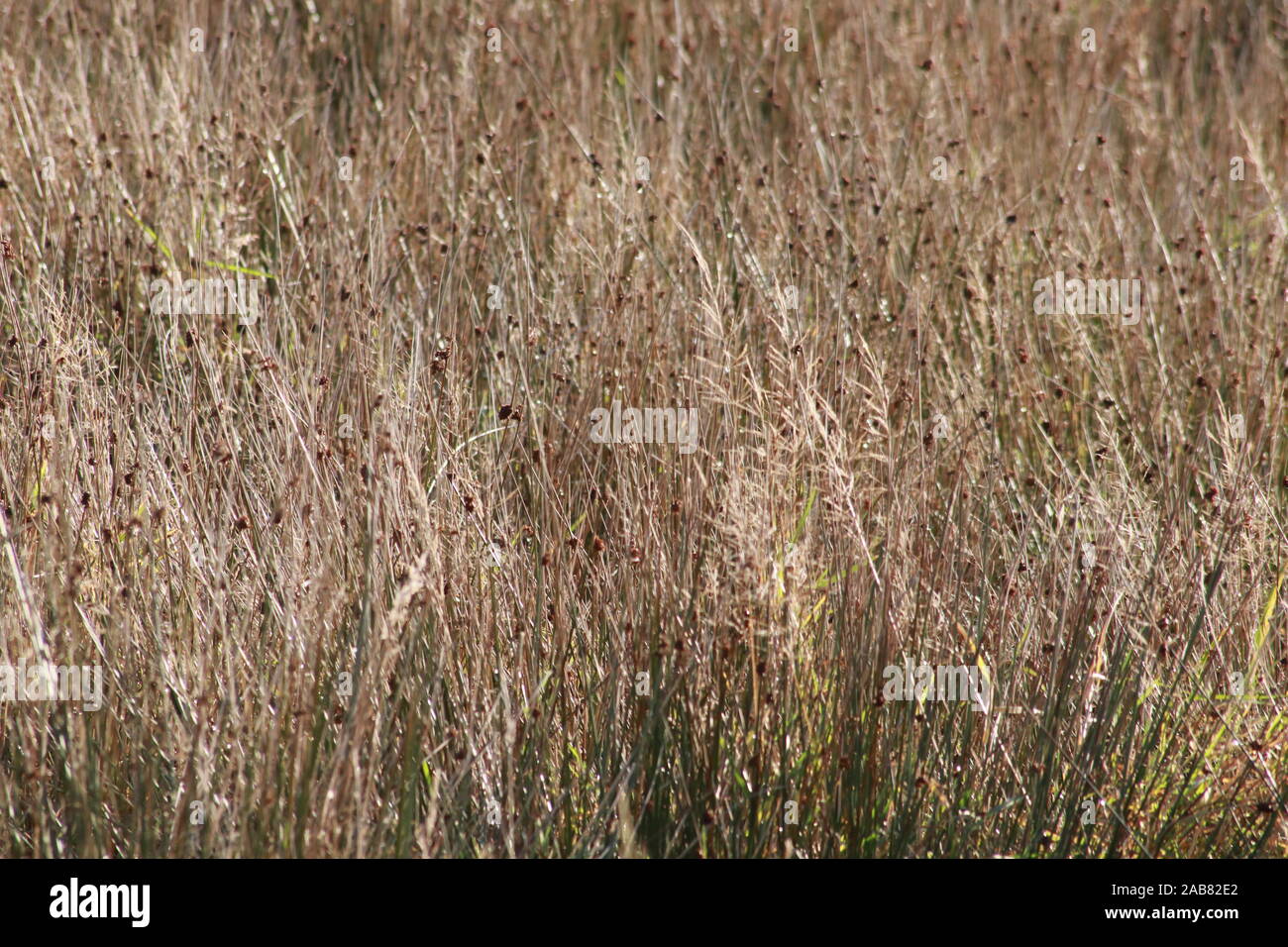 Reed textures in close up Stock Photo - Alamy