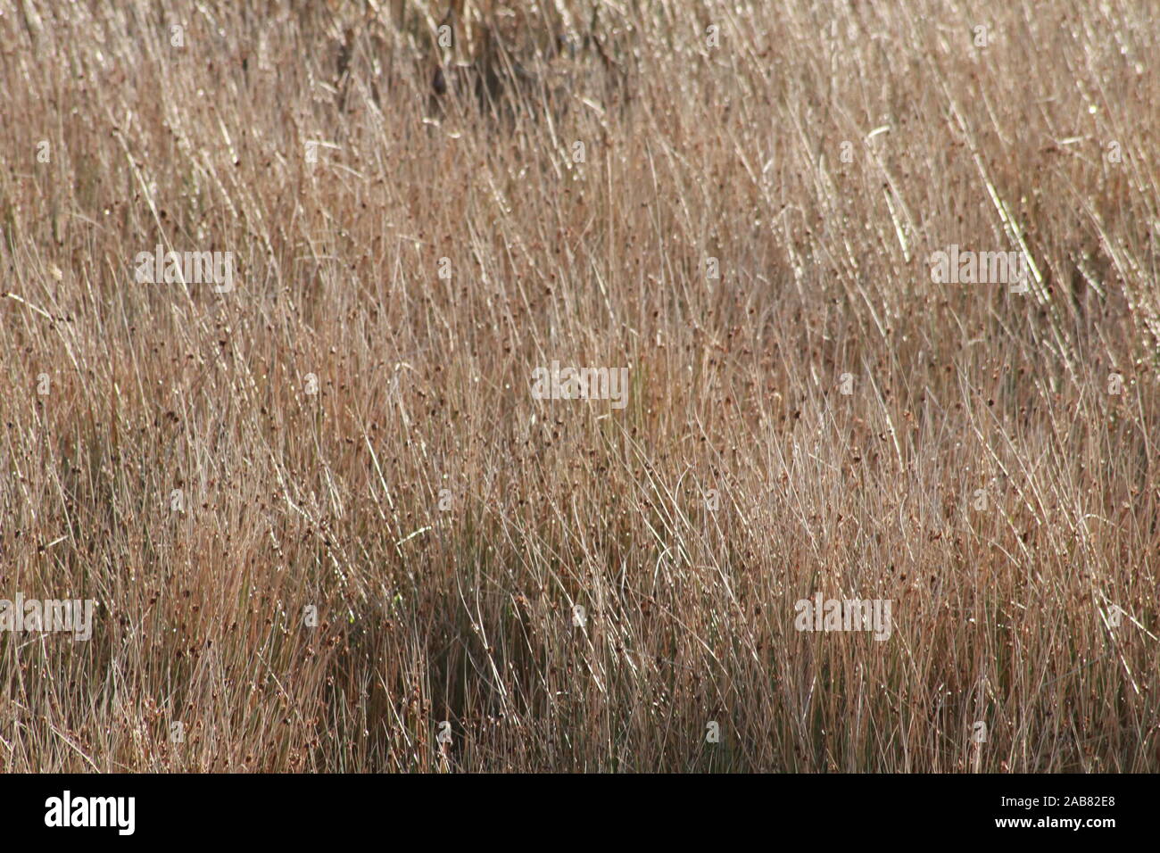 Reed textures hi-res stock photography and images - Alamy