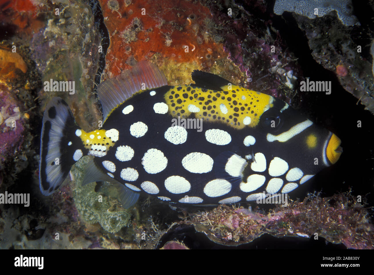 Clown triggerfish (Balistoides conspicillum), widespread in the Indo ...