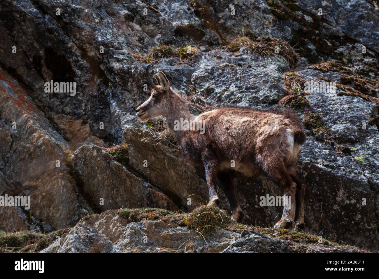 Alpine Chamois (Rupicapra rupicapra), Valsavarenche, Gran Paradiso ...