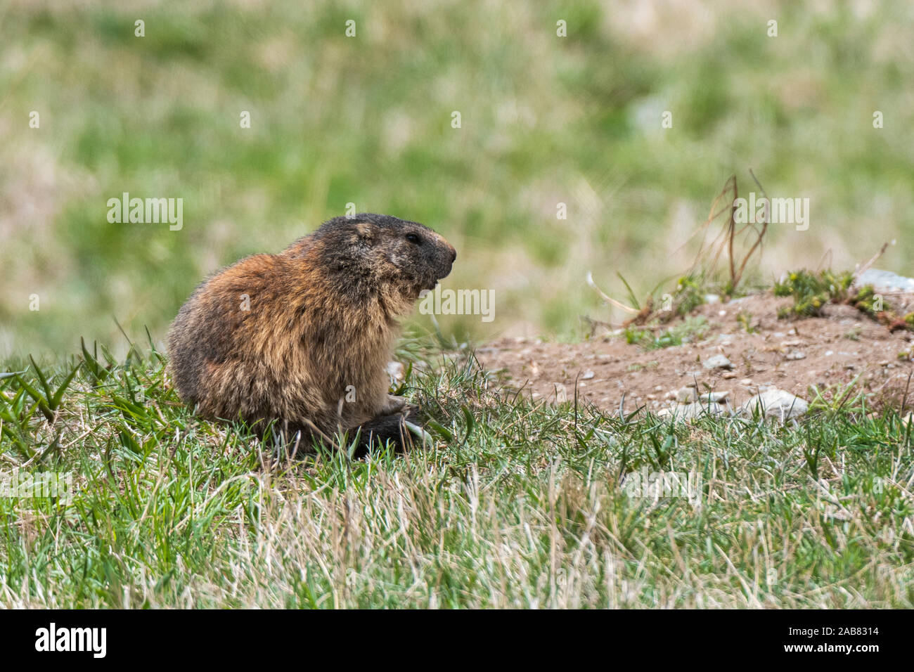 Alpine marmot (Marmota marmota), Valsavarenche, Gran Paradiso National ...