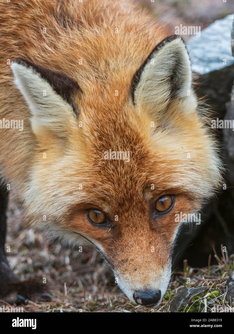 Red fox (Vulpes vulpes), Valsavarenche, Gran Paradiso National Park ...