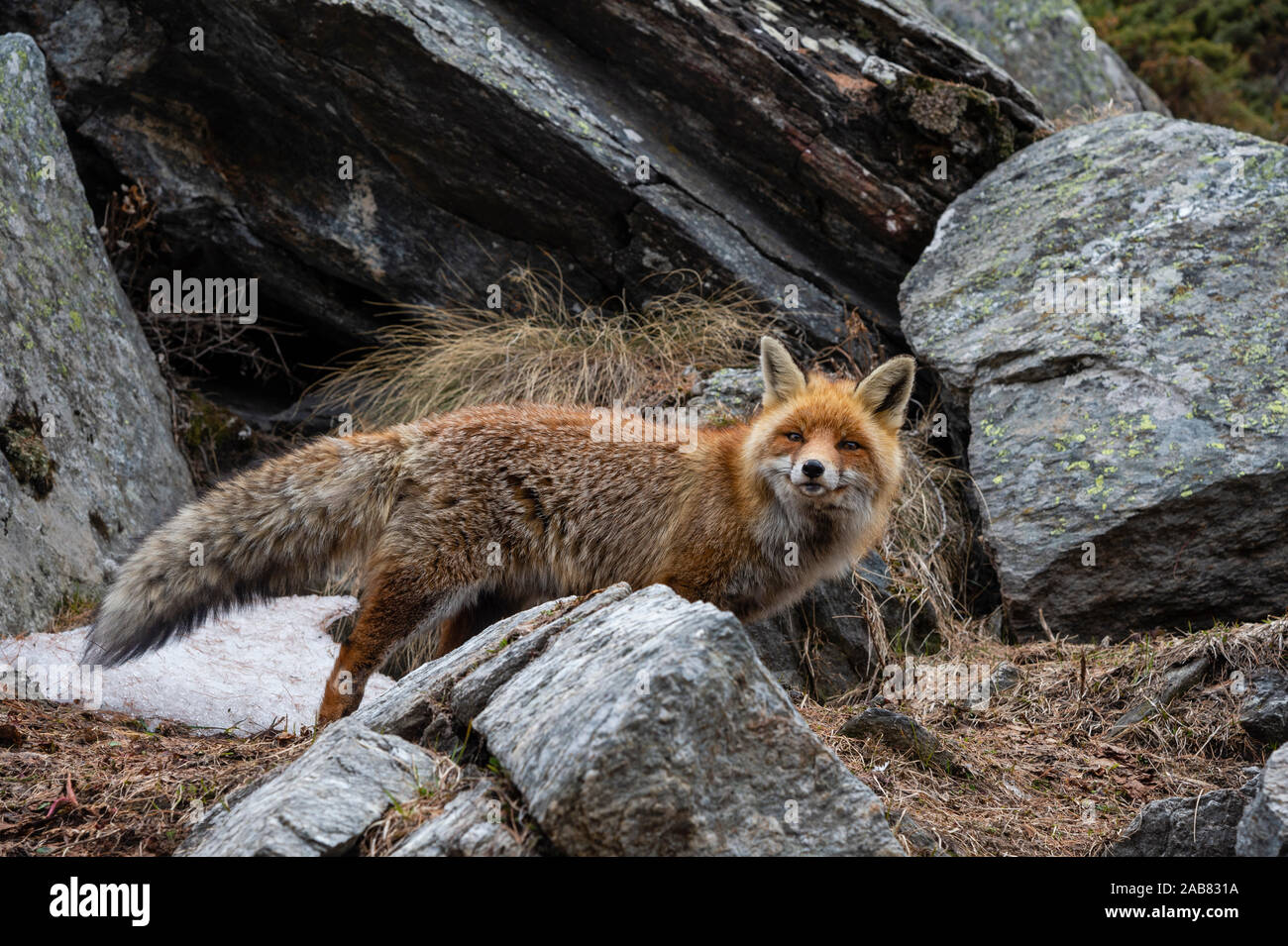 Red fox (Vulpes vulpes), Valsavarenche, Gran Paradiso National Park ...