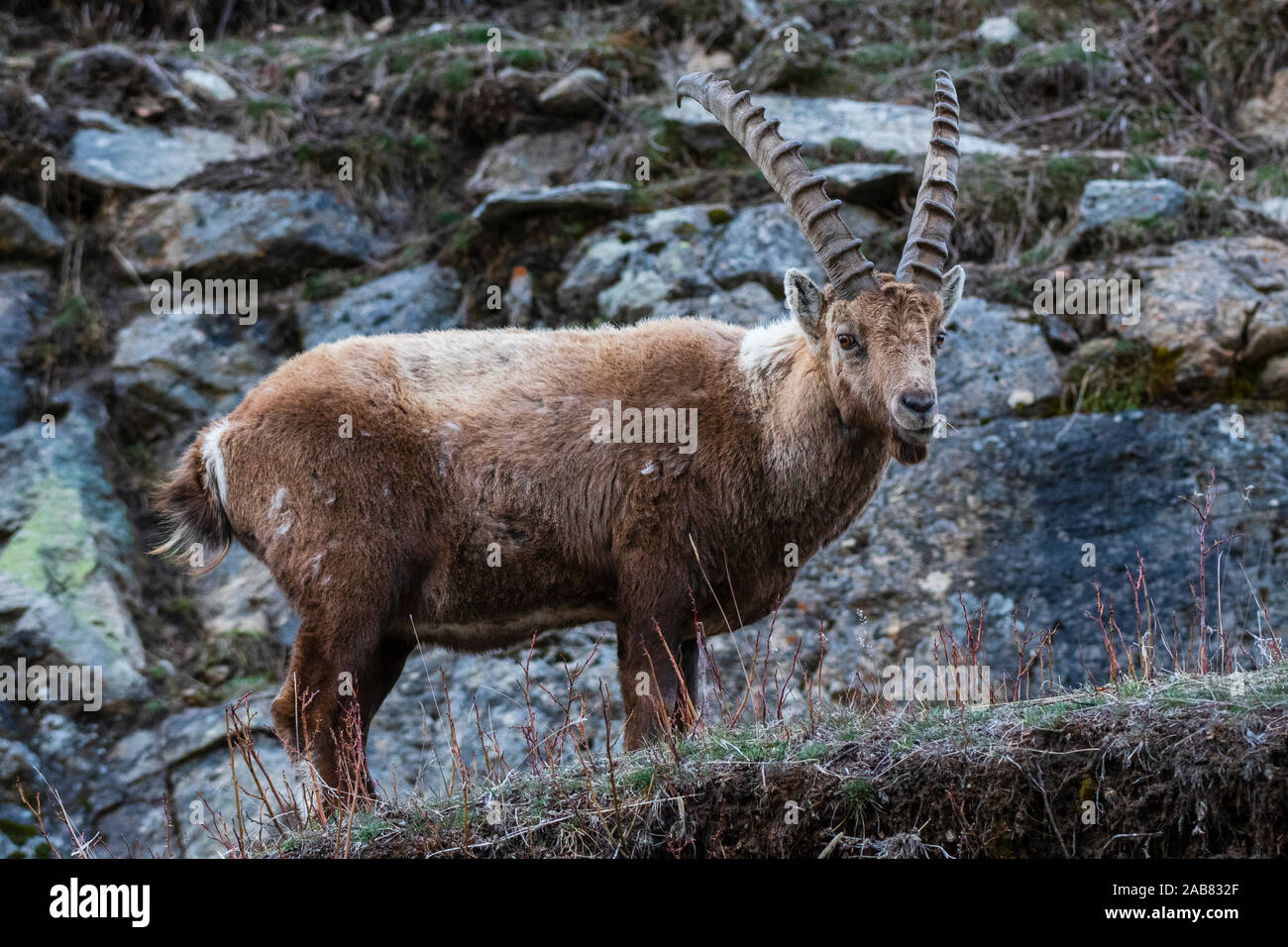Ibex italy hi-res stock photography and images - Alamy